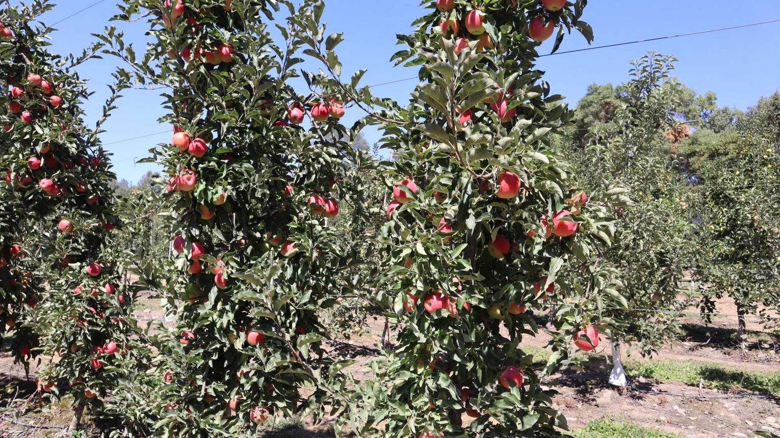 As Sweet as Cherries: Chile Targets China and Japan With New Apple Varieties | Produce Report